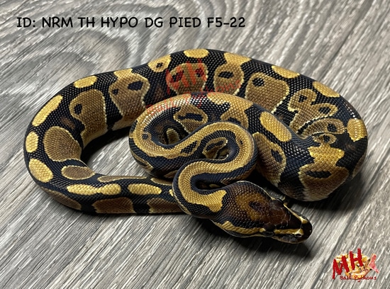 Normal 100% Triple Het Hypo Desert Ghost Pied Ball Python by MH Ball Pythons