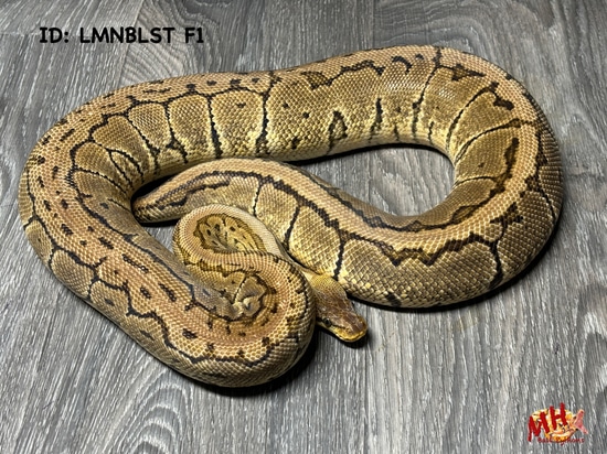 Lemonblast Proven Breeder Female Ball Python by MH Ball Pythons