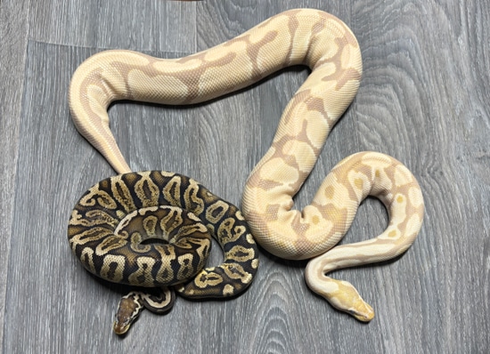 PAIR Candy Proven Breeder Female And Pastel GHI 100% Het Candy 2021 ...