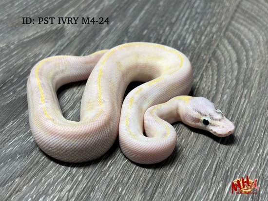Pastel Ivory Ball Python by MH Ball Pythons