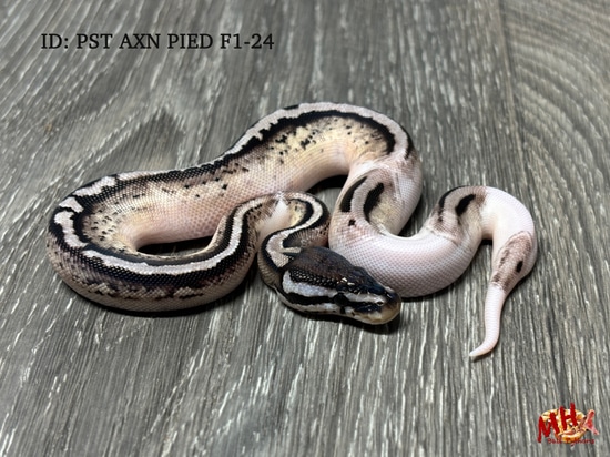 Pastel TSK Axanthic Pied Ball Python by MH Ball Pythons
