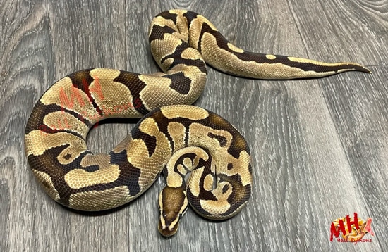 Fire Blade 100% Het TSK Axanthic Clown PROVEN BREEDER MALE Ball Python by MH Ball Pythons
