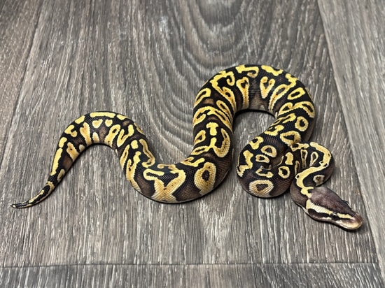 Pastel GHI 100% Clown 66% TSK Axanthic 50% Pied Ball Python by MH Ball ...