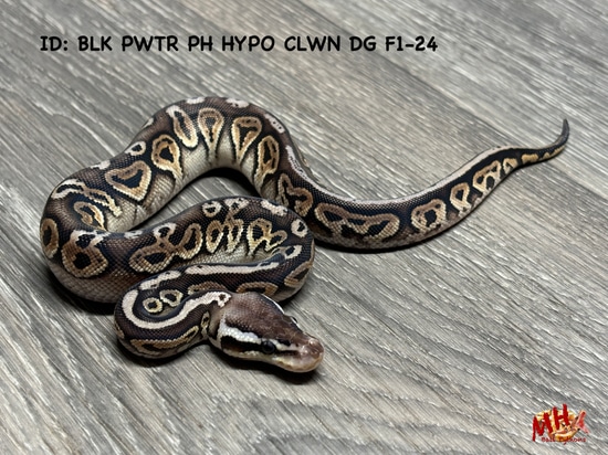 Black Pewter 66% Possible Het Hypo 66% Possible Clown 50% Possible ...