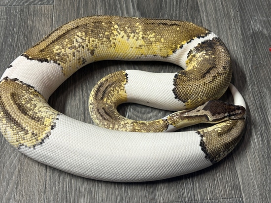 Firefly TSK Axanthic Pied Ball Python by MH Ball Pythons