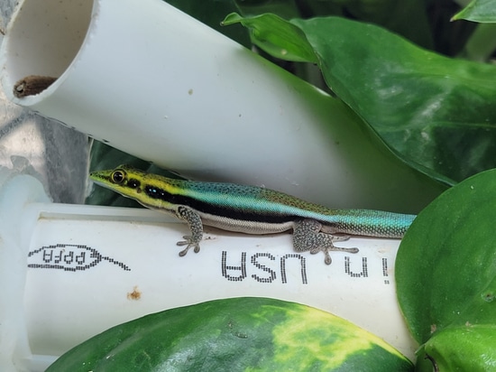 1.1 Phelsuma Klemmeri Day Gecko by Southern Geckos