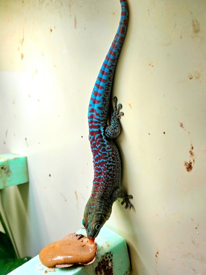 Phelsuma Borbonica Day Gecko by Southern Geckos