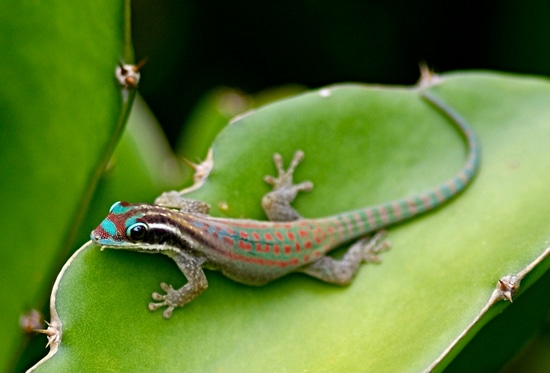 1.1 Proven Phelsuma Ornata Pair Day Gecko by Southern Geckos