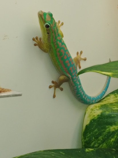 Male Phelsuma Cepediana Day Gecko by Southern Geckos