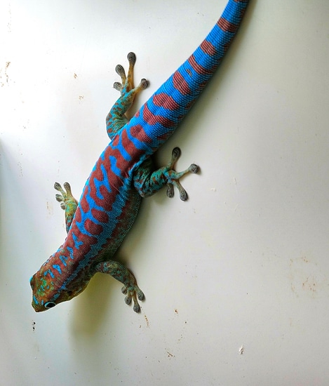 Male Phelsuma Borbonica Day Gecko by Southern Geckos