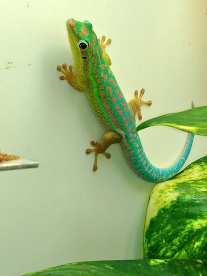 1.1 Phelsuma Cepediana Juvenile Pair Day Gecko by Southern Geckos