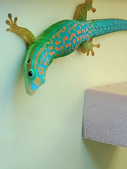 Phelsuma Cepediana Juvenile Male Day Gecko by Southern Geckos