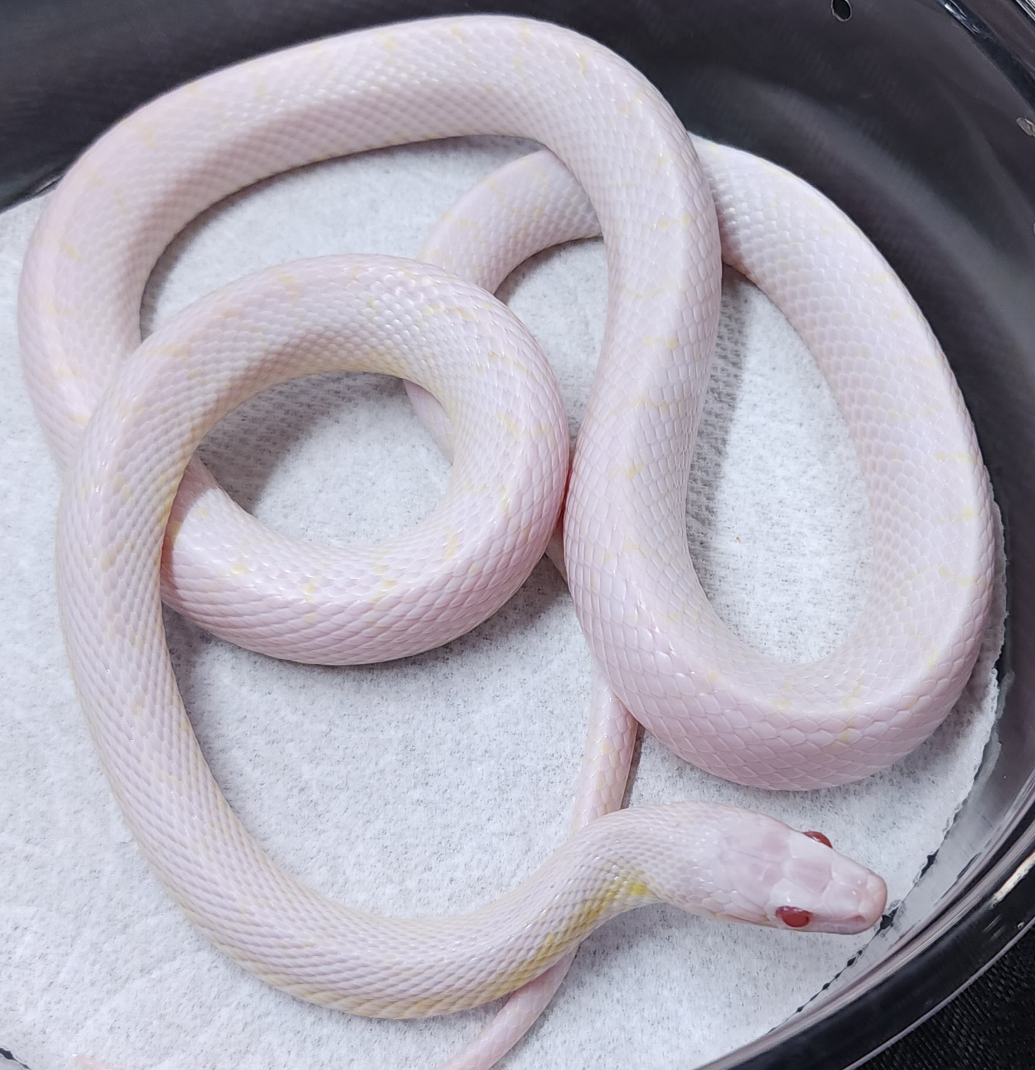 Lavender Whiteout Corn Snake by Emporium of Curious Creatures - MorphMarket