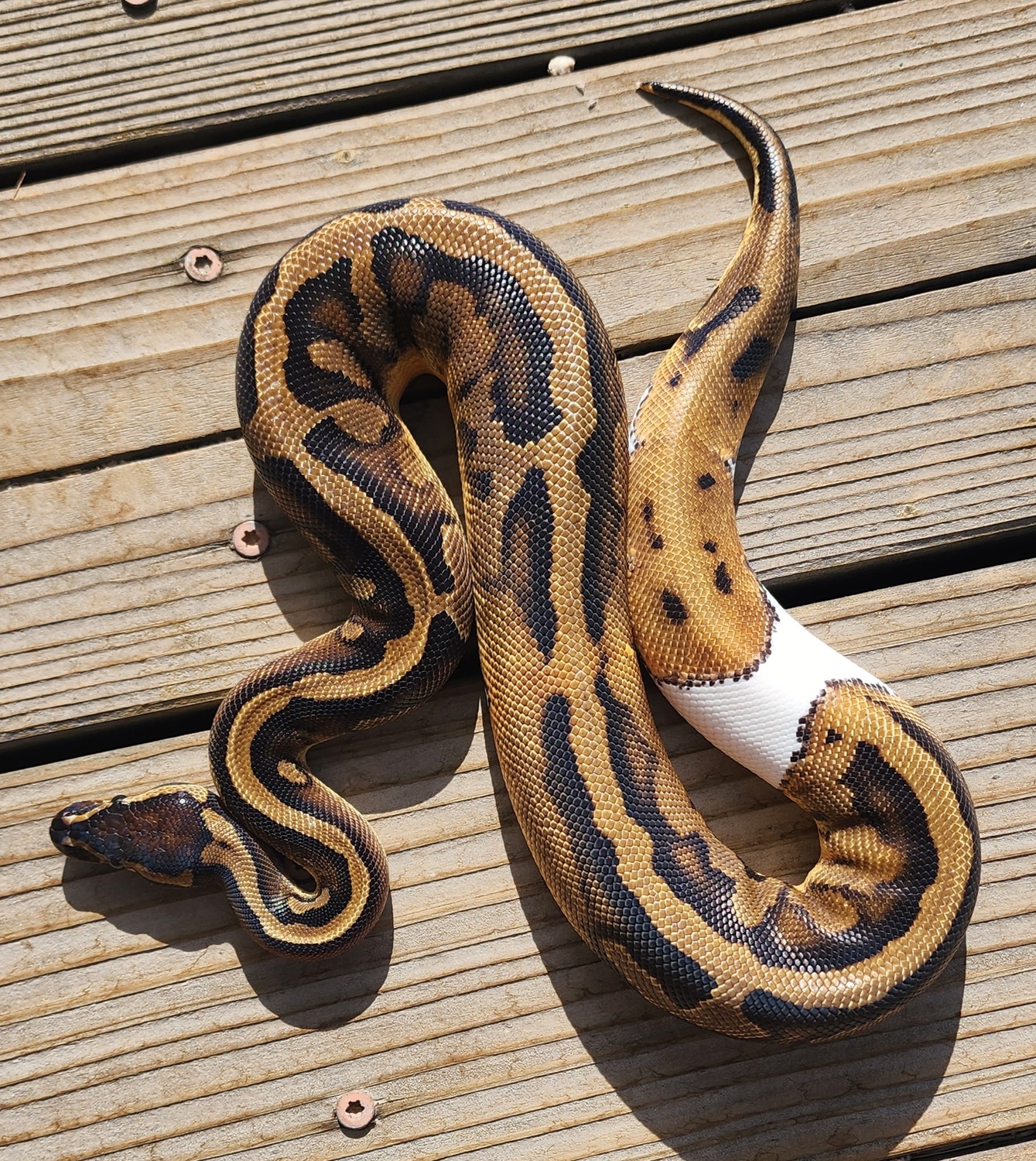 Pied Ball Python by Emporium of Curious Creatures - MorphMarket
