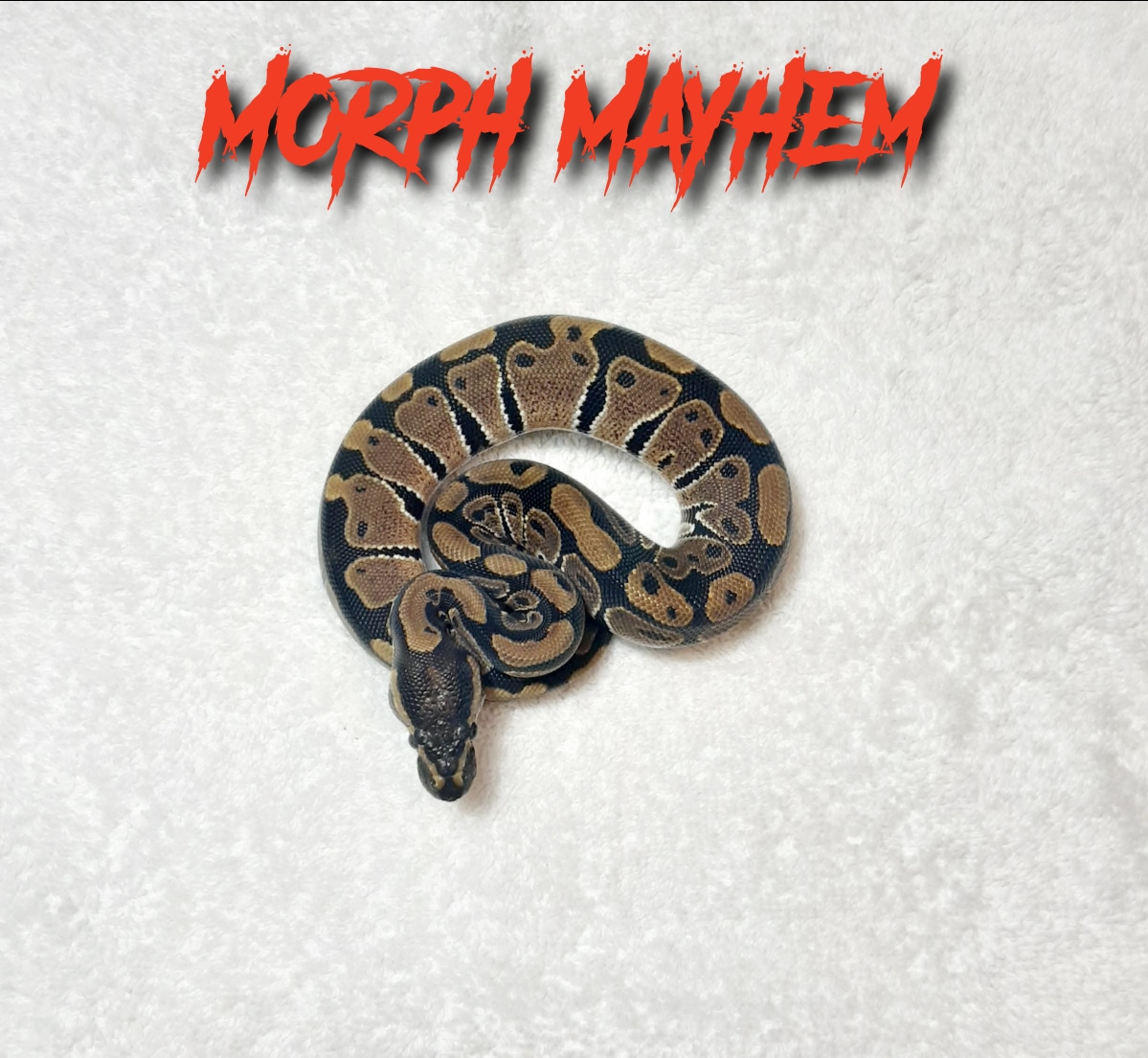Normal 66% Het G-Stripe Ball Python by Morph Mayhem LLC - MorphMarket
