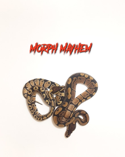 Pair Normal 66% Het Jolliff Axanthic Ball Python by Morph Mayhem LLC