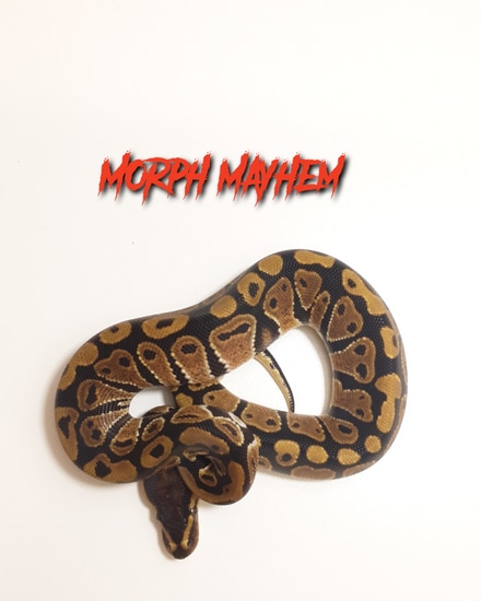 Normal 100% Het Jolliff Axanthic Ball Python by Morph Mayhem LLC