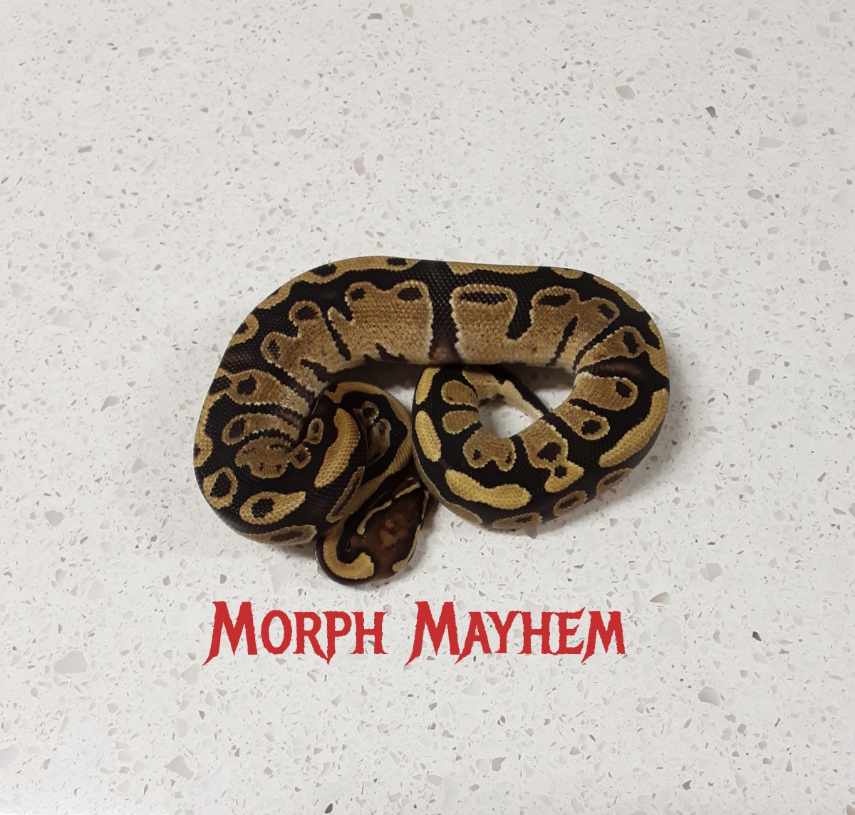 Fire 66% Het Genetic Stripe Ball Python by Morph Mayhem LLC - MorphMarket