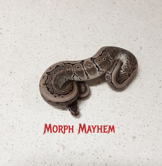 Axanthic (VPI) Pinstripe Het Hypo Ball Python by Morph Mayhem LLC