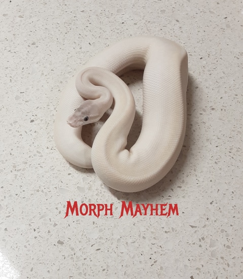 Super Mojave Ball Python by Morph Mayhem LLC