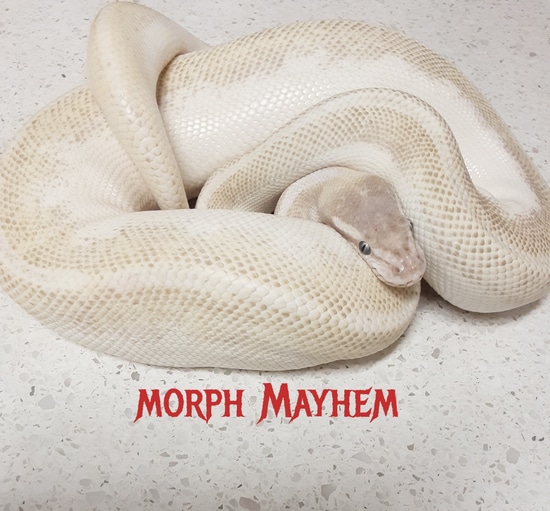 Super Mojave Ball Python by Morph Mayhem LLC
