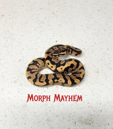 Acid Fire 50% Het Pied Ball Python by Morph Mayhem LLC