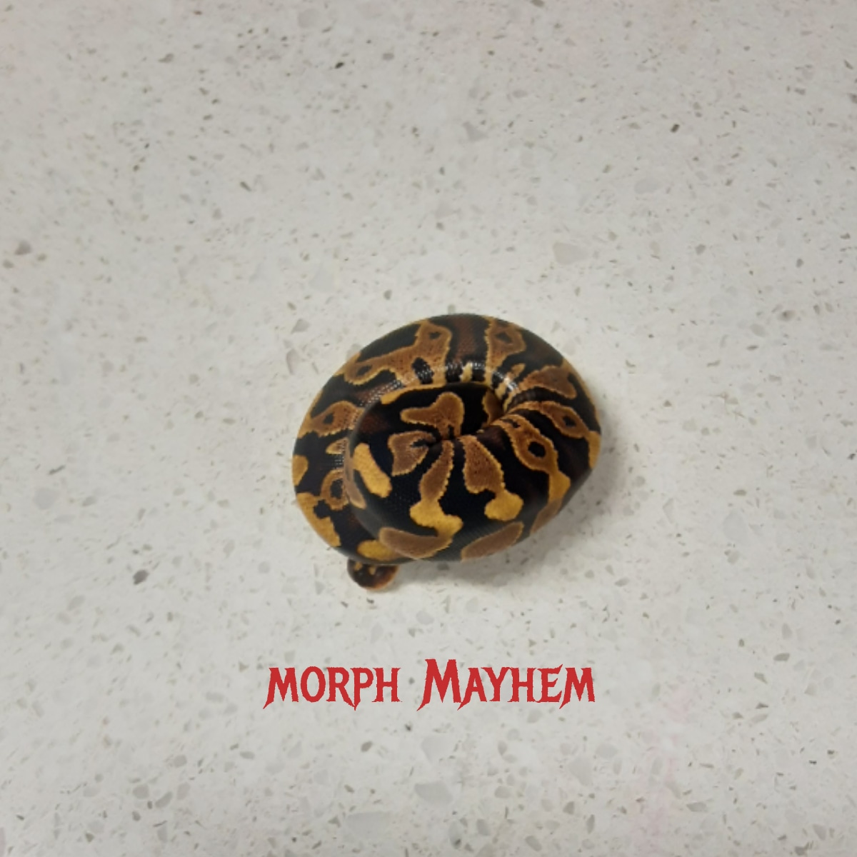 GHI Hidden Gene Woma Ball Python by Morph Mayhem LLC - MorphMarket
