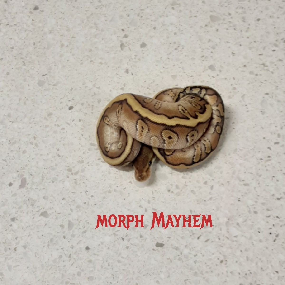 Mojave Hidden Gene Woma Ball Python by Morph Mayhem LLC - MorphMarket