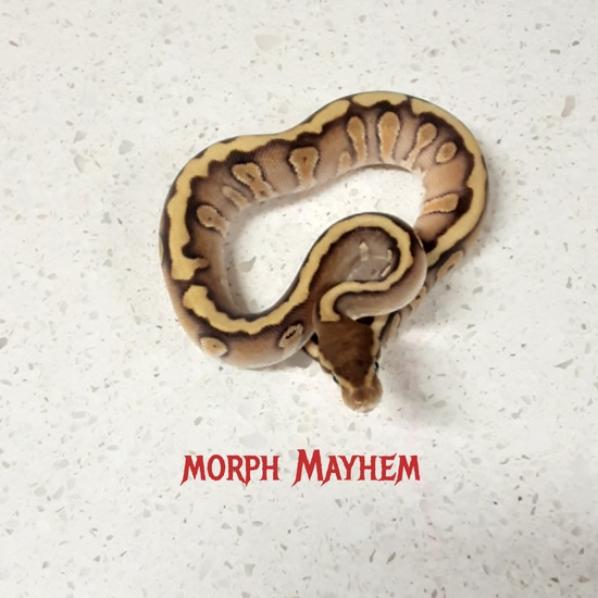 Mojave Hidden Gene Woma Ball Python by Morph Mayhem LLC