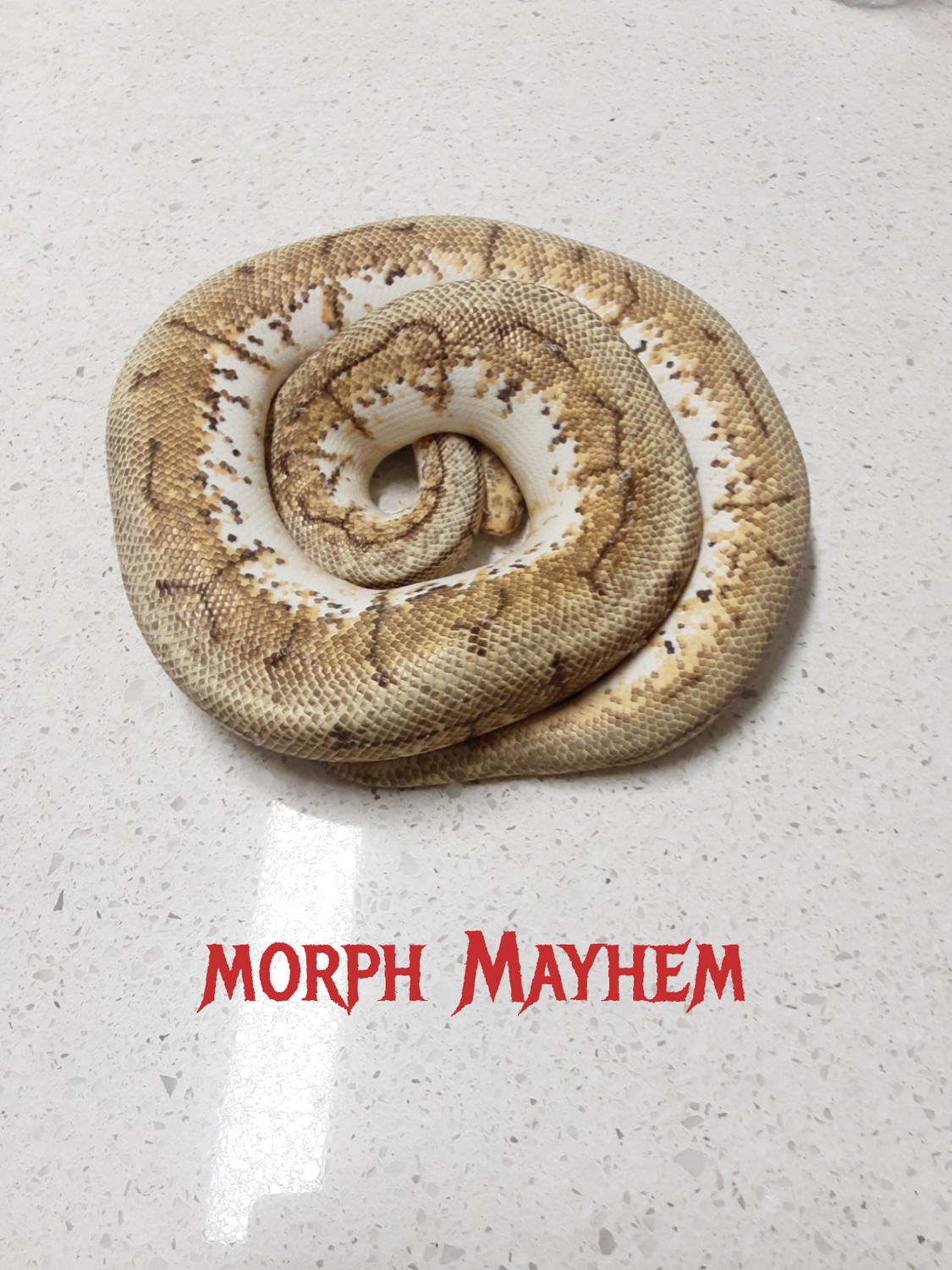 Spinner Blast Het Hypo Ball Python by Morph Mayhem LLC - MorphMarket