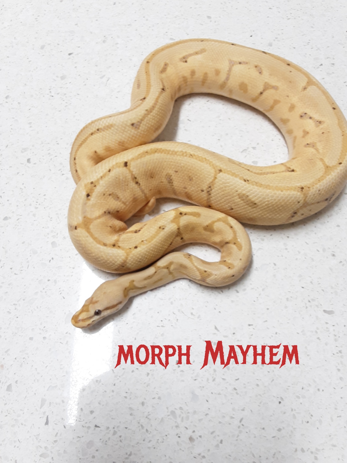 Banana Leopard Spider Ball Python by Morph Mayhem LLC - MorphMarket