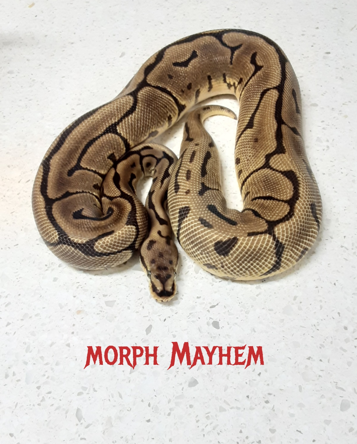 Leopard Spider 66% Het Pied Ball Python by Morph Mayhem LLC - MorphMarket