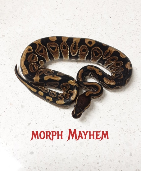 Trick Ball Python by Morph Mayhem LLC