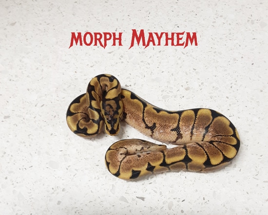 Orange Dream Spider Ball Python by Morph Mayhem LLC