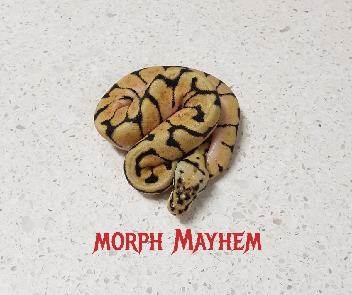 Orange Dream Bumble Bee Ball Python by Morph Mayhem LLC - MorphMarket