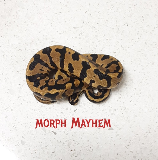 Fire Acid Ball Python by Morph Mayhem LLC