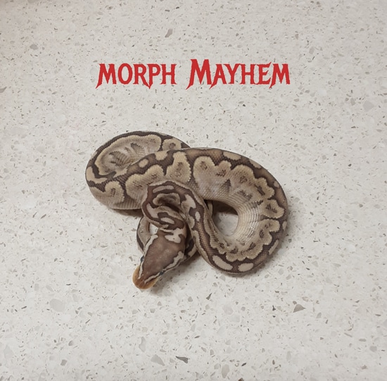 Pastel Bamboo Ball Python by Morph Mayhem LLC