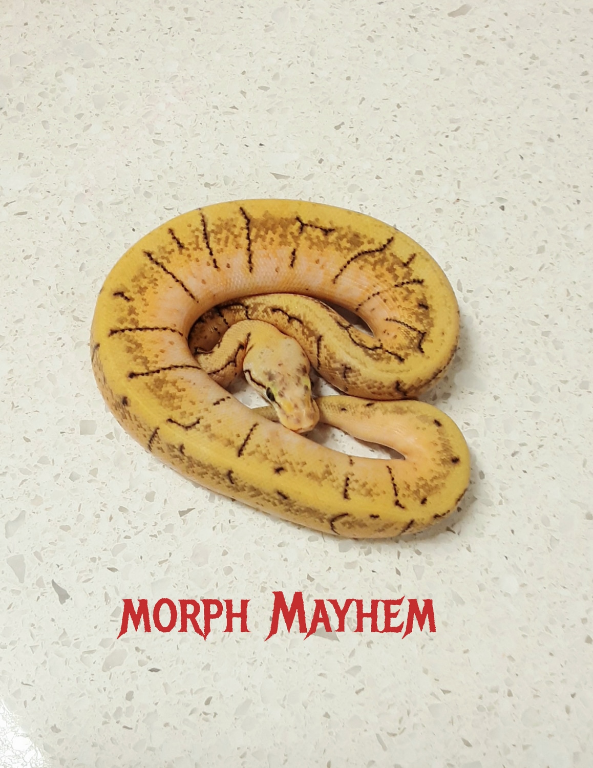Spinner Blast Ball Python by Morph Mayhem LLC - MorphMarket