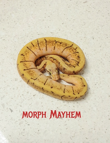 Spinner Blast Ball Python by Morph Mayhem LLC