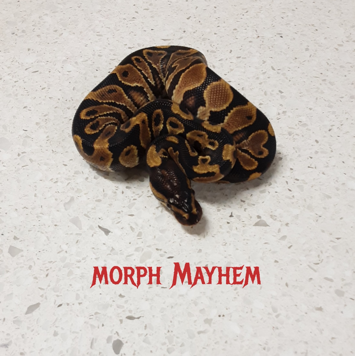 Black Head Ball Python by Morph Mayhem LLC - MorphMarket