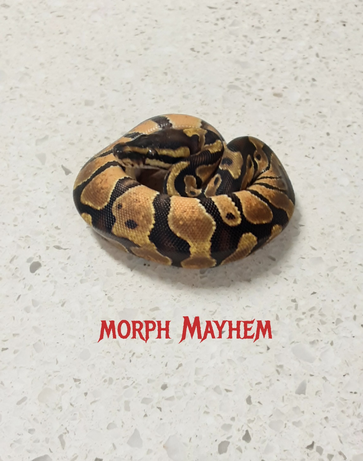 Orange Dream Ball Python by Morph Mayhem LLC - MorphMarket