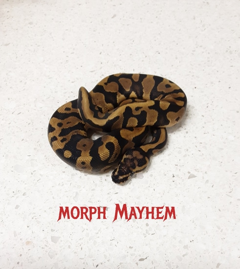 Vanilla Acid 50% Het Pied Ball Python by Morph Mayhem LLC