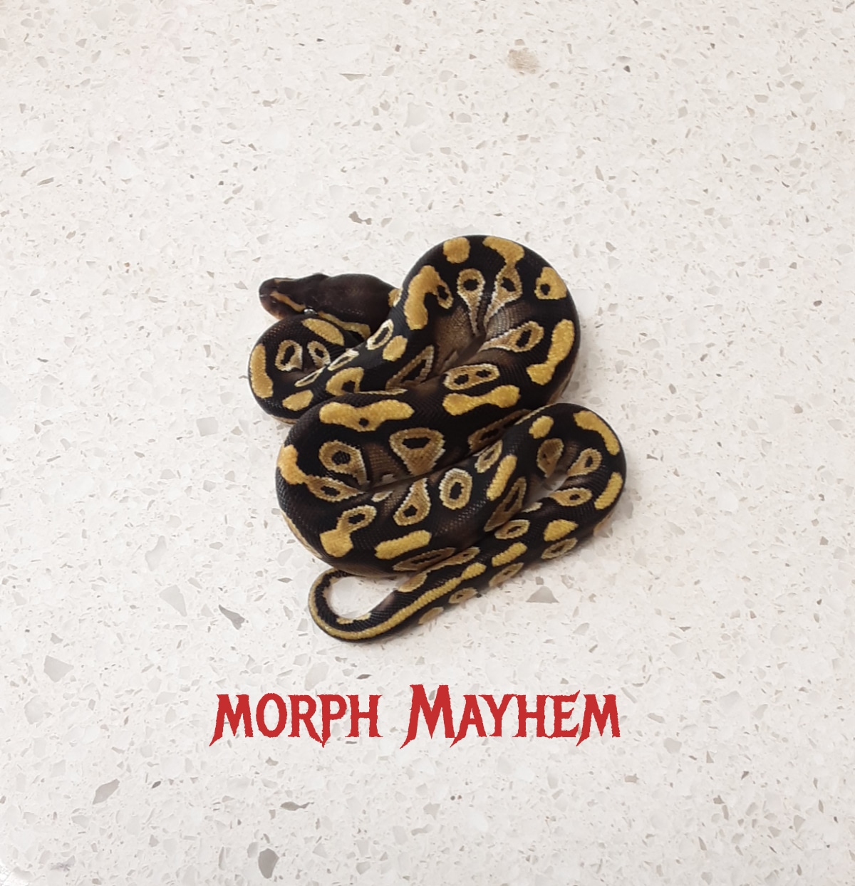 Mojave Black Head Ball Python by Morph Mayhem LLC - MorphMarket