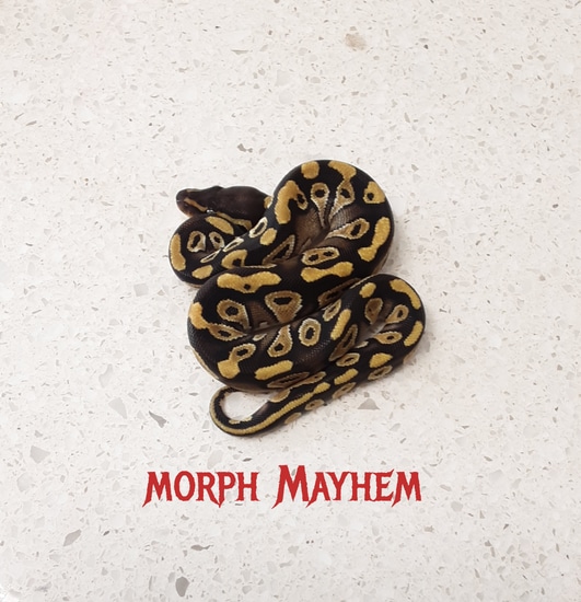 Mojave Black Head Ball Python by Morph Mayhem LLC