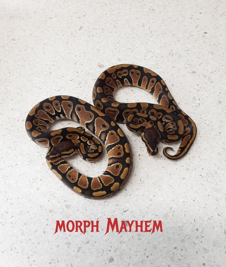 Dbl Het Axanthic/Clown Pair Ball Python by Morph Mayhem LLC