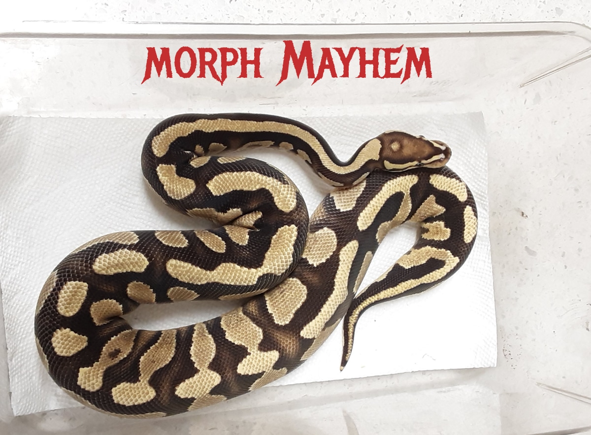 Fire Yellowbelly 66% Het Albino/Clown Ball Python by Morph Mayhem LLC - MorphMarket