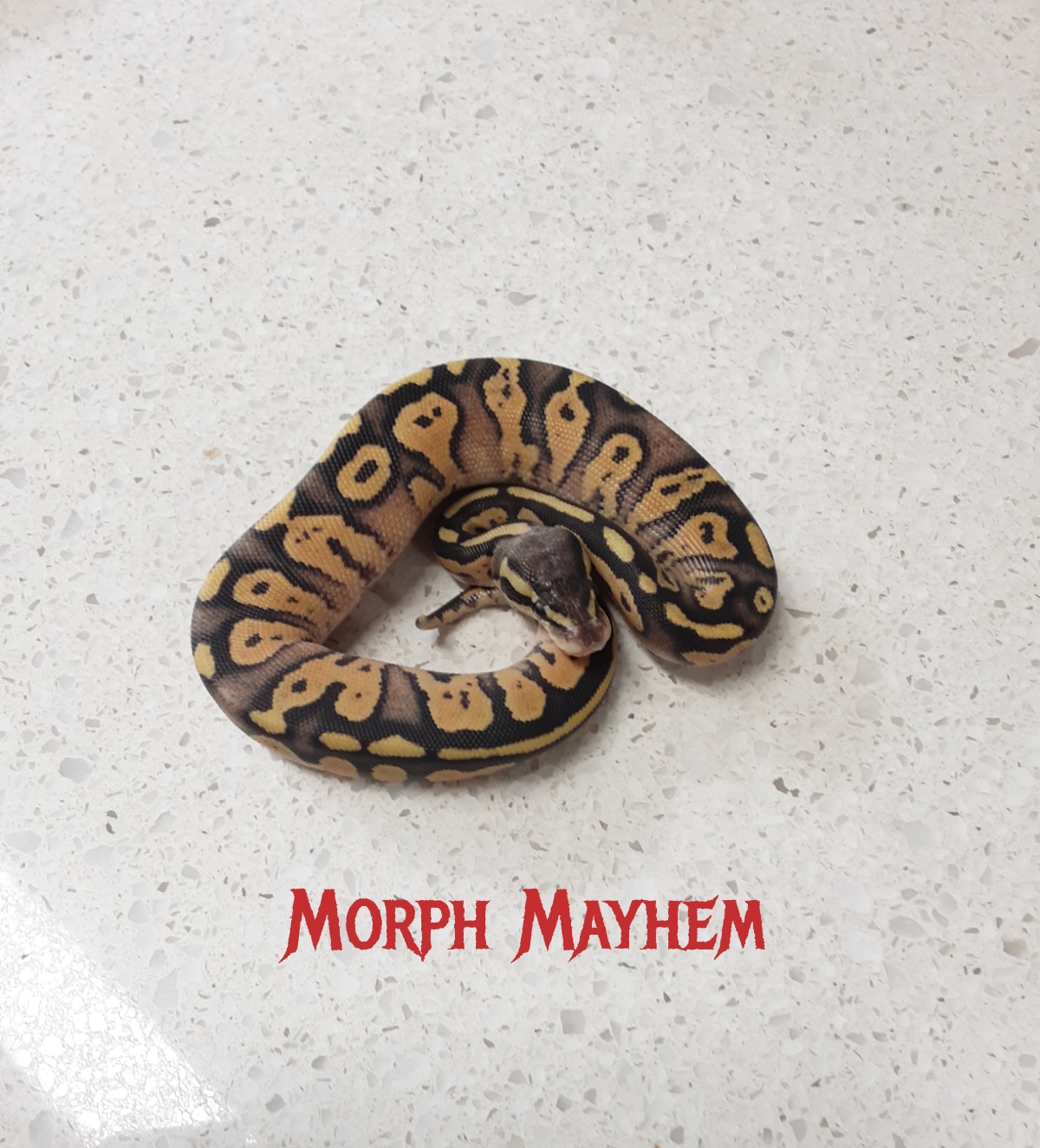 Pastel Specter Black Head Ball Python by Morph Mayhem LLC - MorphMarket