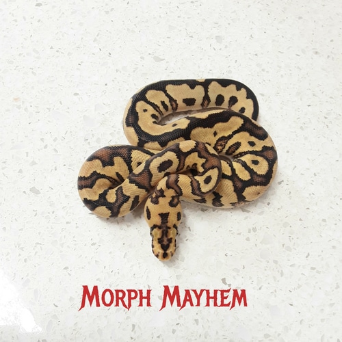 Morph Mayhem LLC - MorphMarket