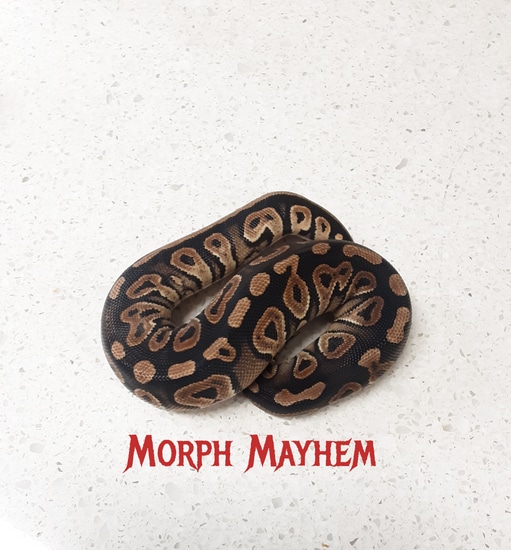 Cinnamon Ball Python by Morph Mayhem LLC