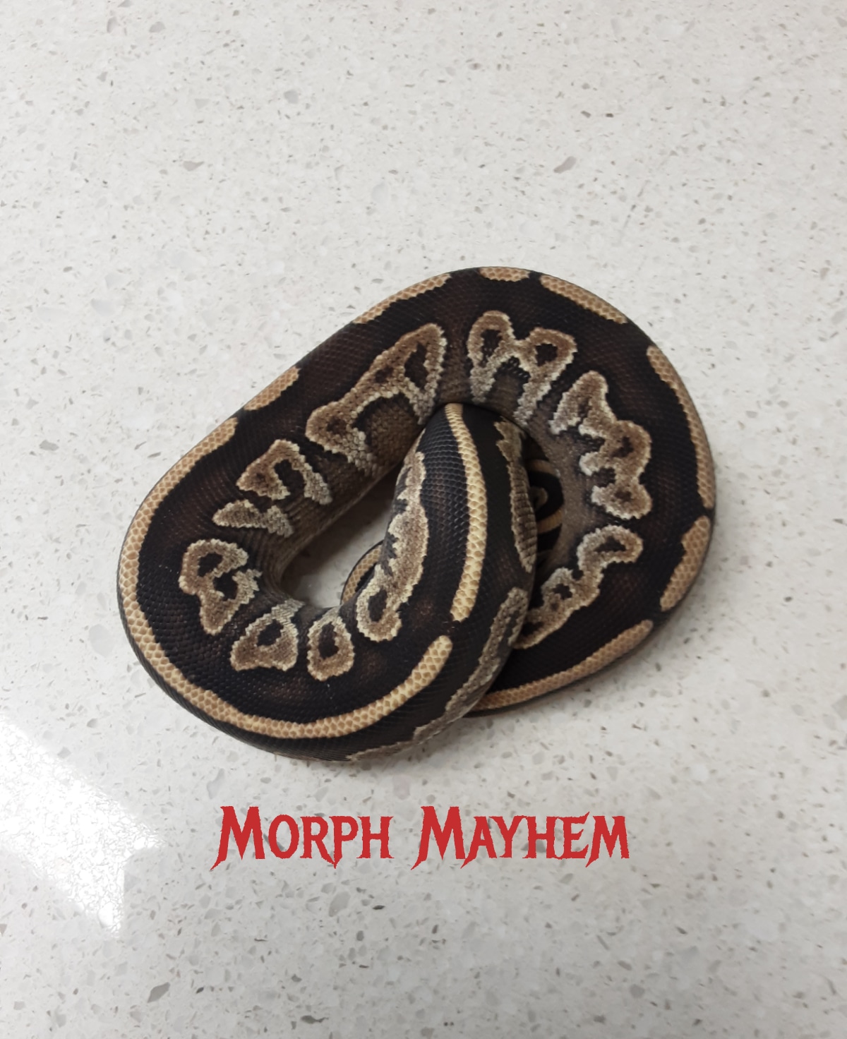 Mojave Mahogany Het Albino Pos Het Pied/Ultramel Ball Python by Morph ...